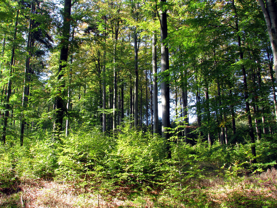 Förderrichtlinie Wald und Forstwirtschaft (FRL WuF/2023) - Förderportal ...
